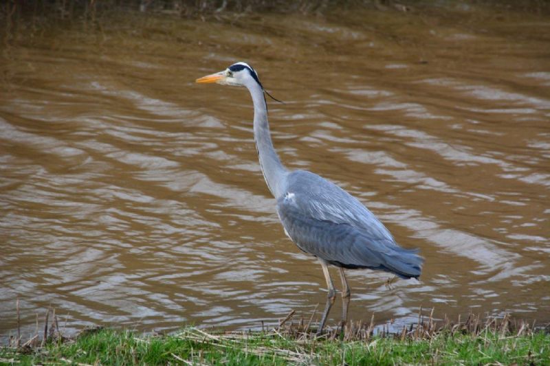 In Vogelvlucht: Reigers | BHZNet.nl - Nieuws uit Biddinghuizen